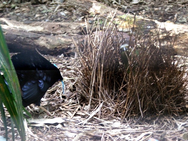 Male Bower Bird Courting Female