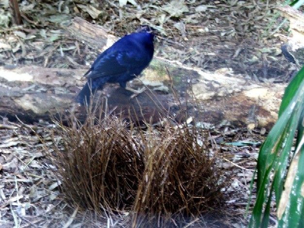 Male Bower Bird guarding bower