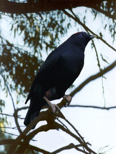 A male Bower Bird