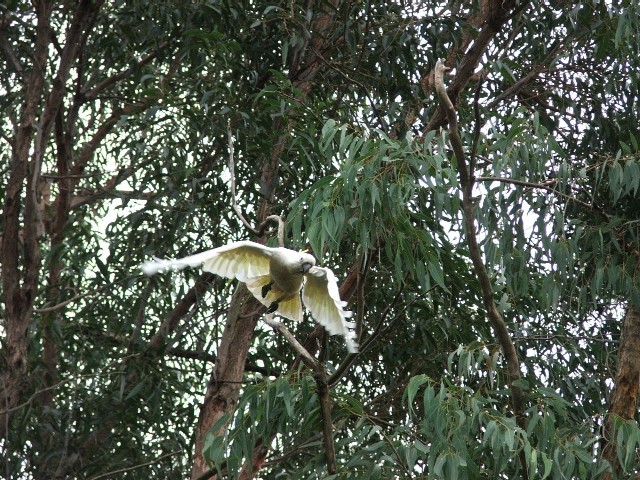 Cockatoo Swooping Down